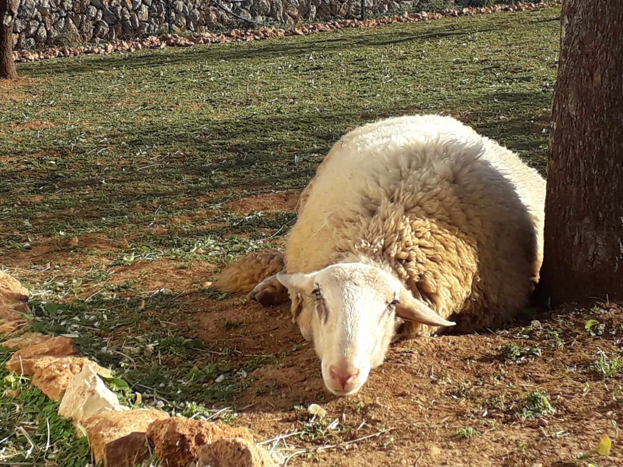 JANUAR 2021 - Animal Police Association