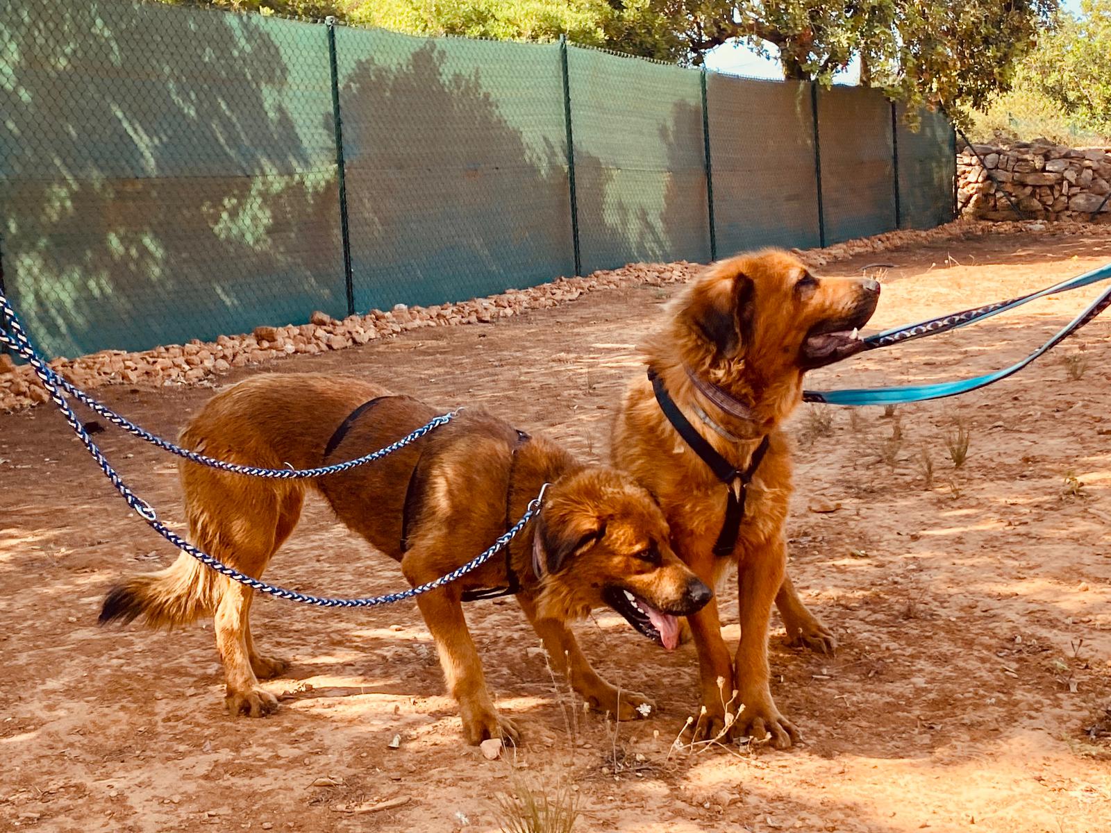 JULI 2021 - Animal Police Association