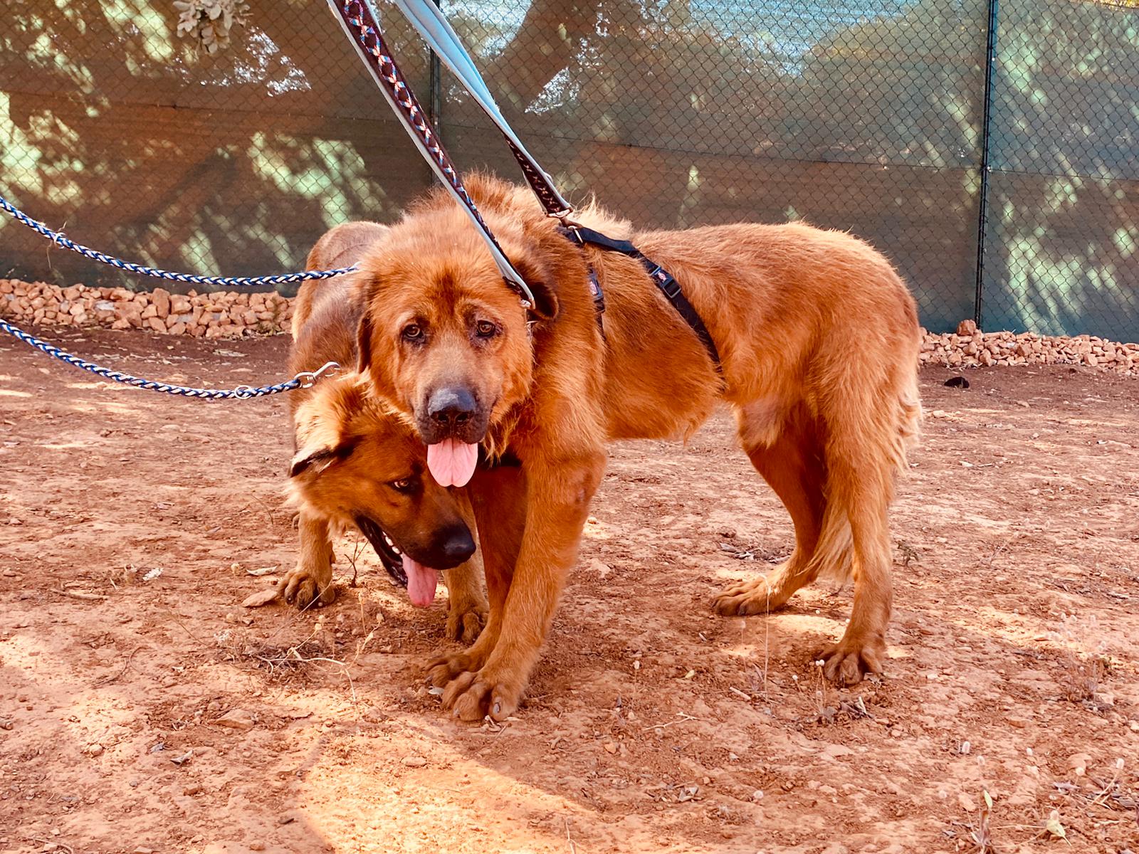 JULI 2021 - Animal Police Association