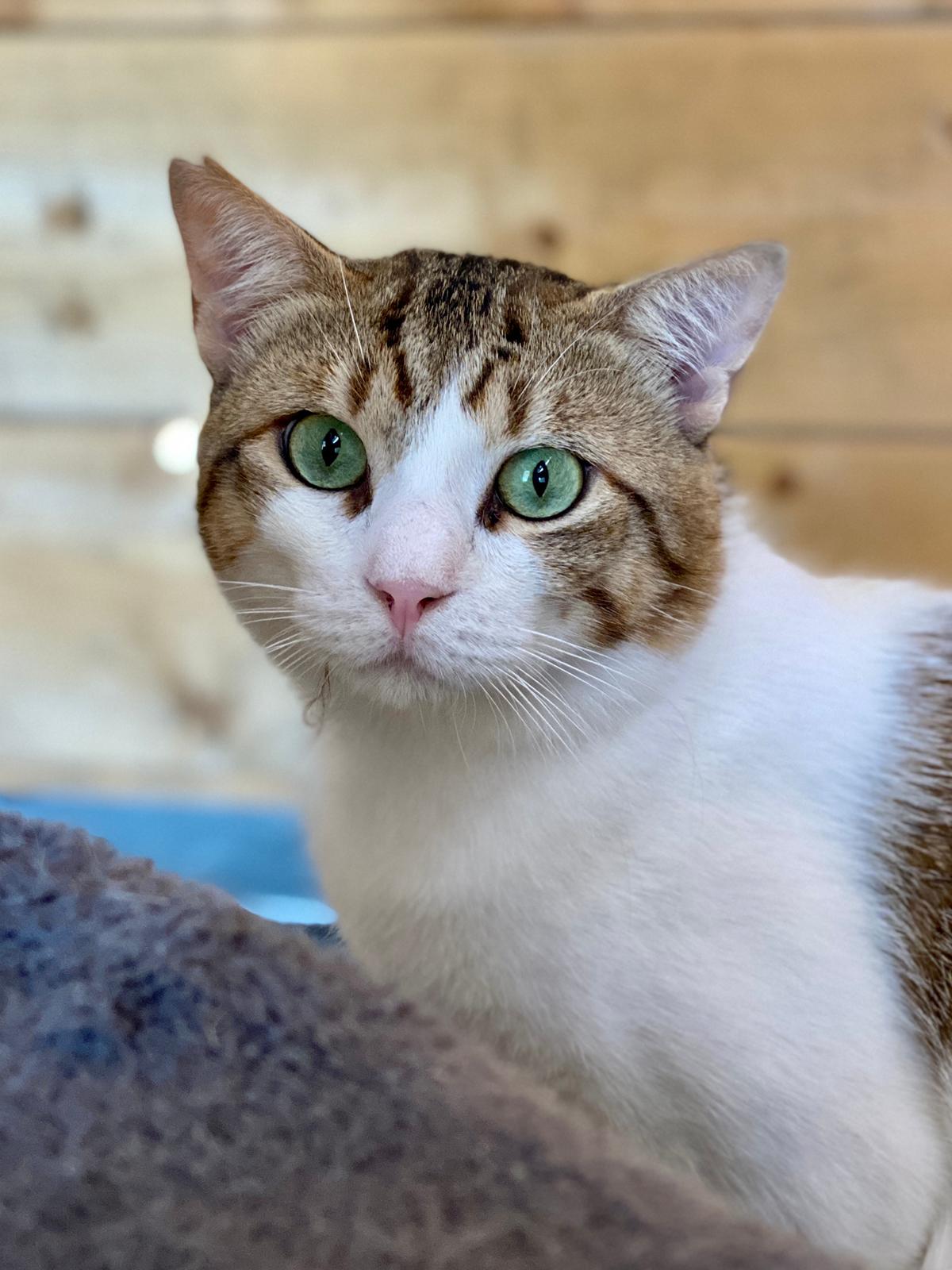 JULY 2021 - Animal Police Association