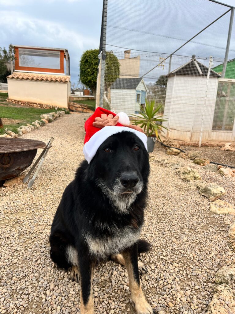 DECEMBER 2024 - Animal Police Association