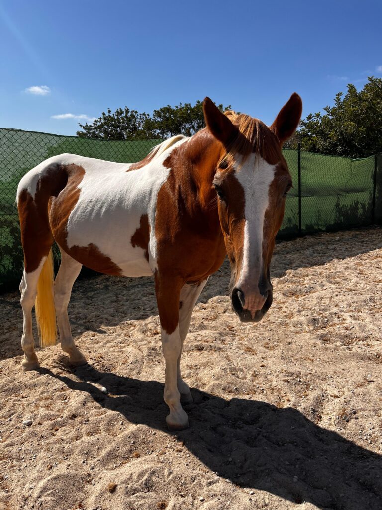 NOVEMBER 2024 - Animal Police Association