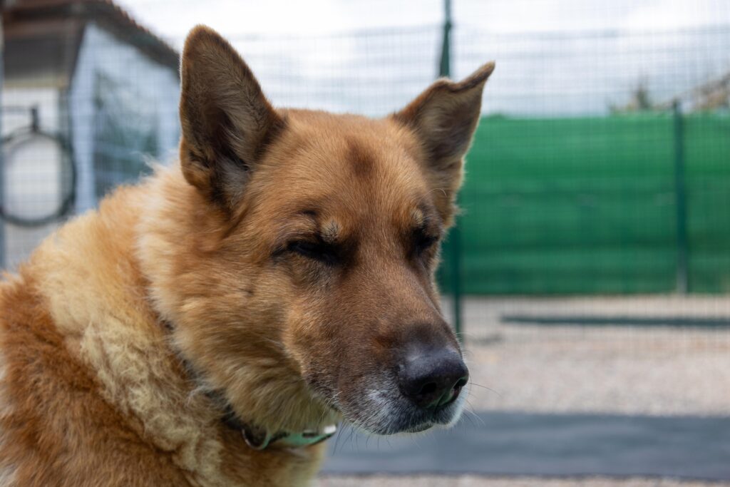 Juni 2025 - Animal Police Association